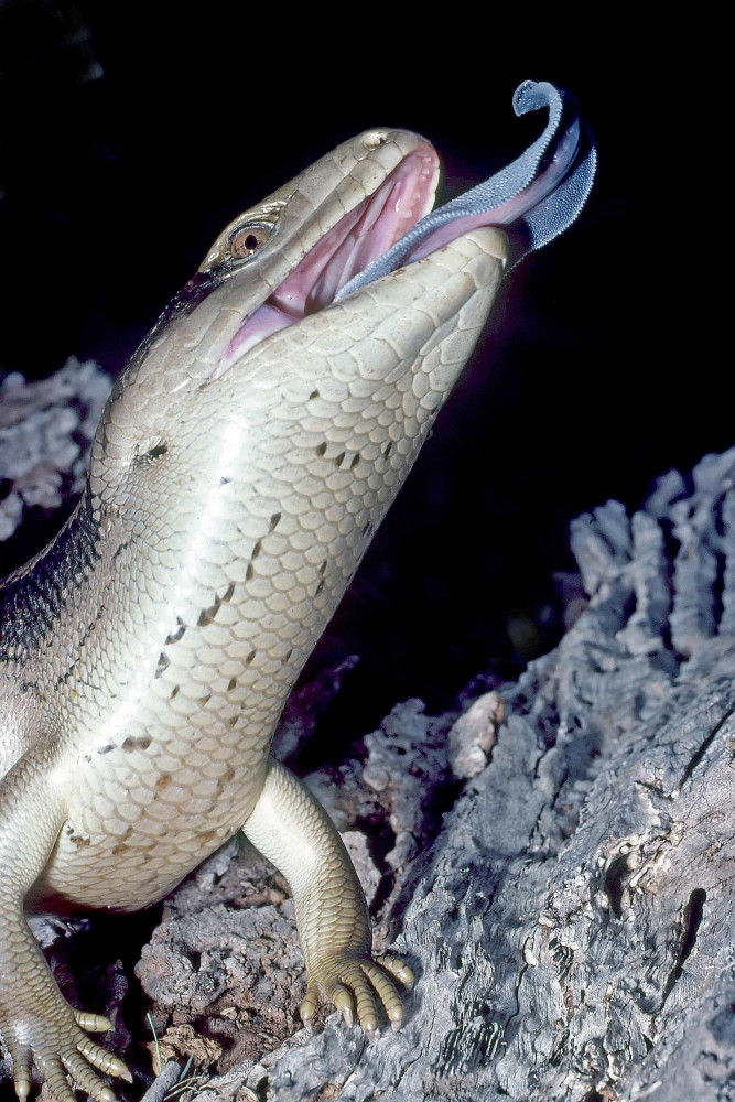 The laziest animals on the planet, and their hilarious quirks