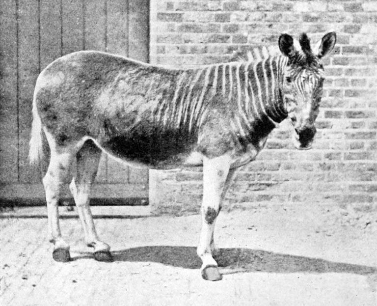 These 23 Animals Have Gone Extinct in the Past 150 Years