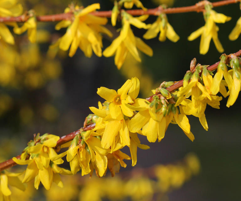 How to take forsythia cuttings – August is the ideal time to take semi ...