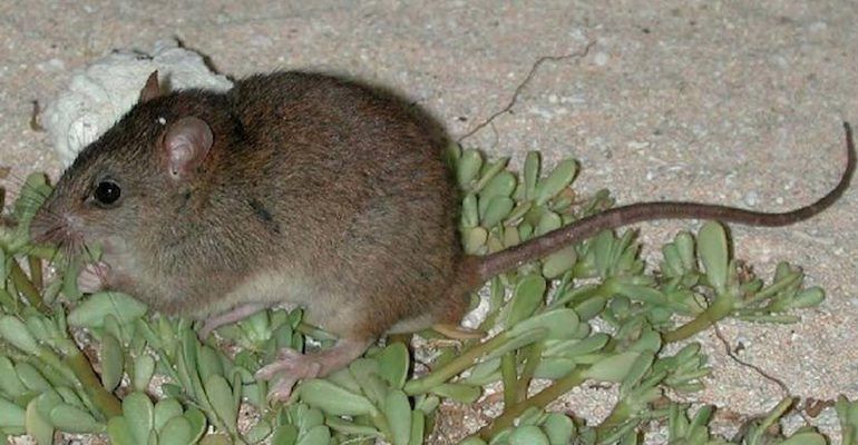 These 23 Animals Have Gone Extinct in the Past 150 Years