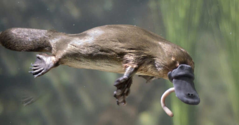 10 Interesting Facts About Platypuses