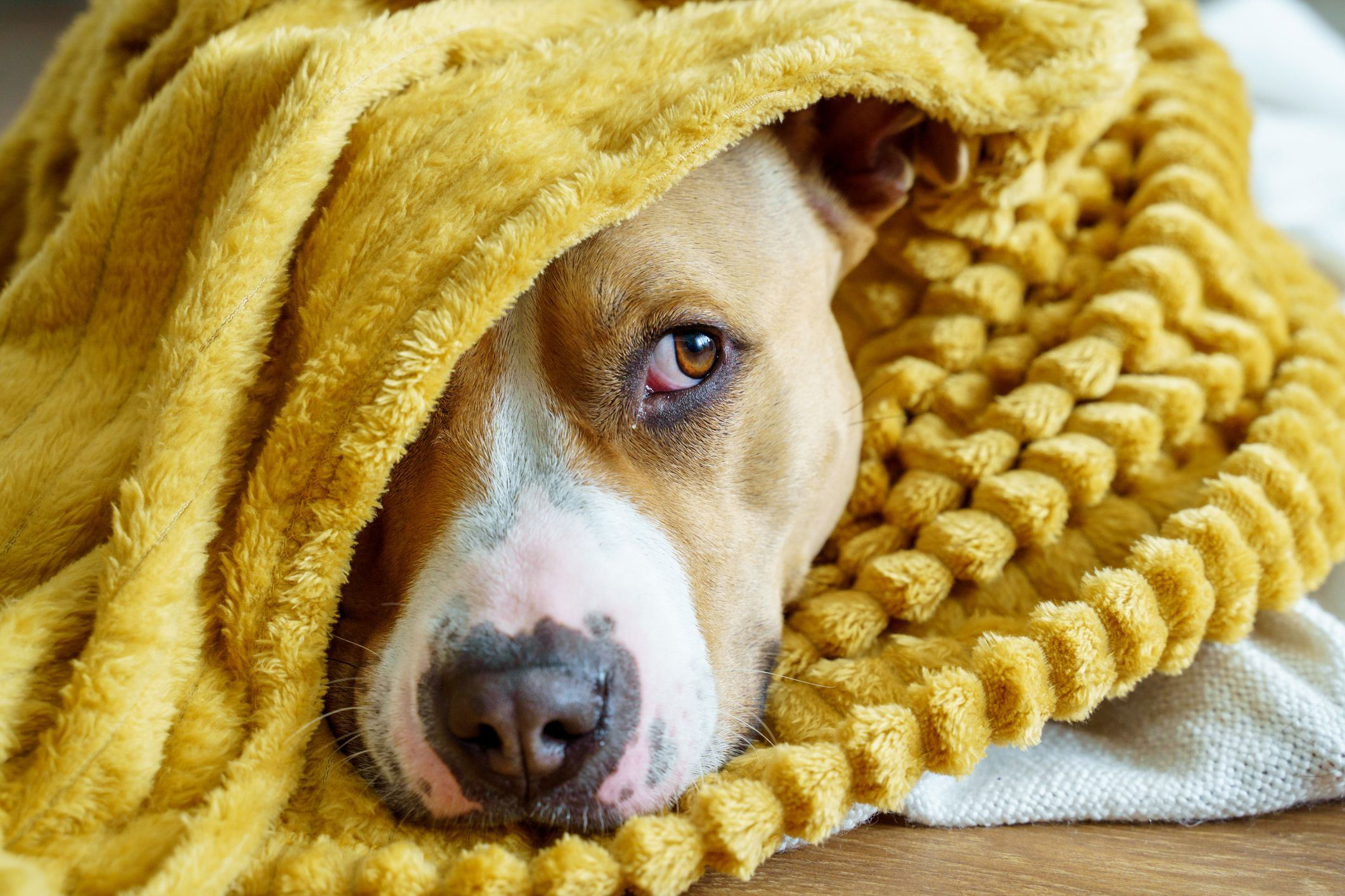 7 Best Calming Treats for Dogs That Need Some Relaxation 7 Best Calming Treats for Dogs That Need Some Relaxation