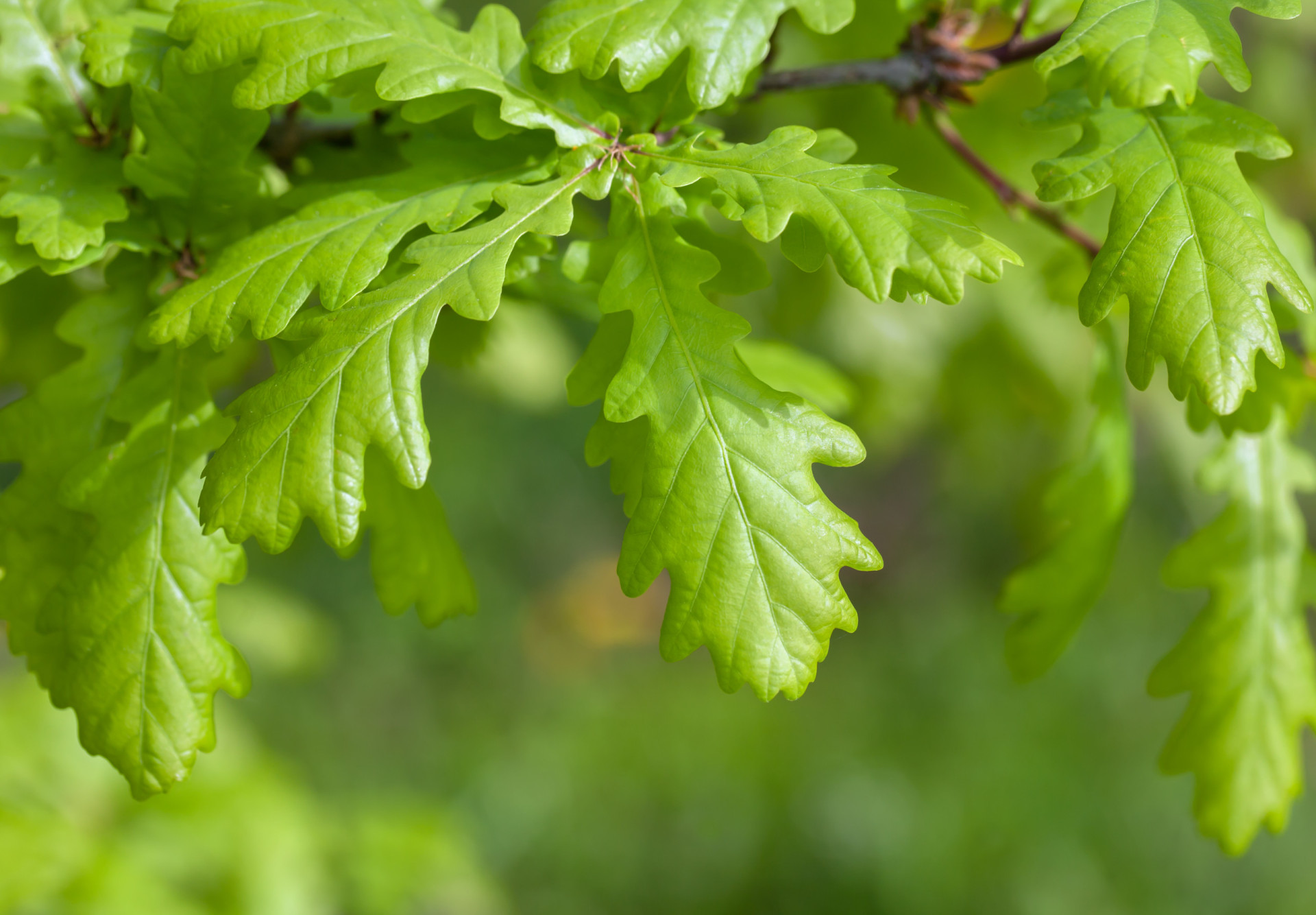 Savez-vous quels arbres et plantes sont à l'origine de vos allergies