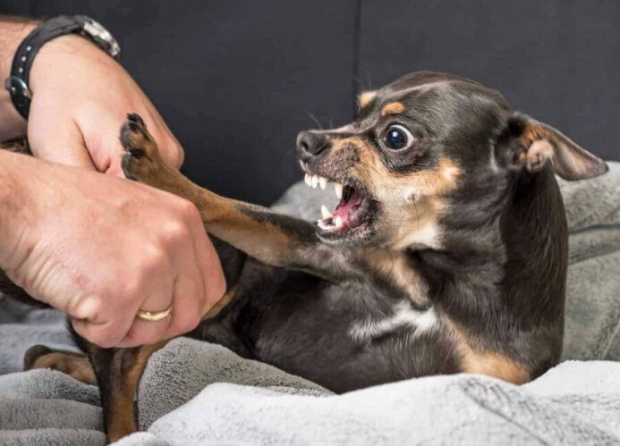 10 reasons dogs snap and 21 ways to stop bad behavior