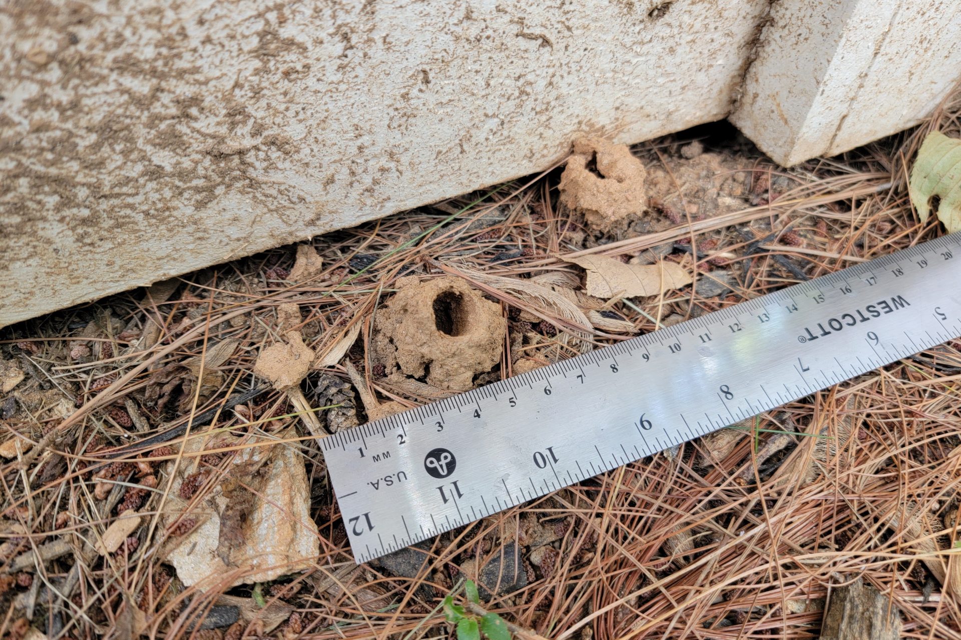 Swarms of noisy bugs are now starting to cover parts of the United States