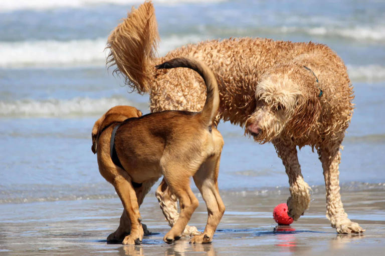 How Do Dogs Communicate With Each Other?
