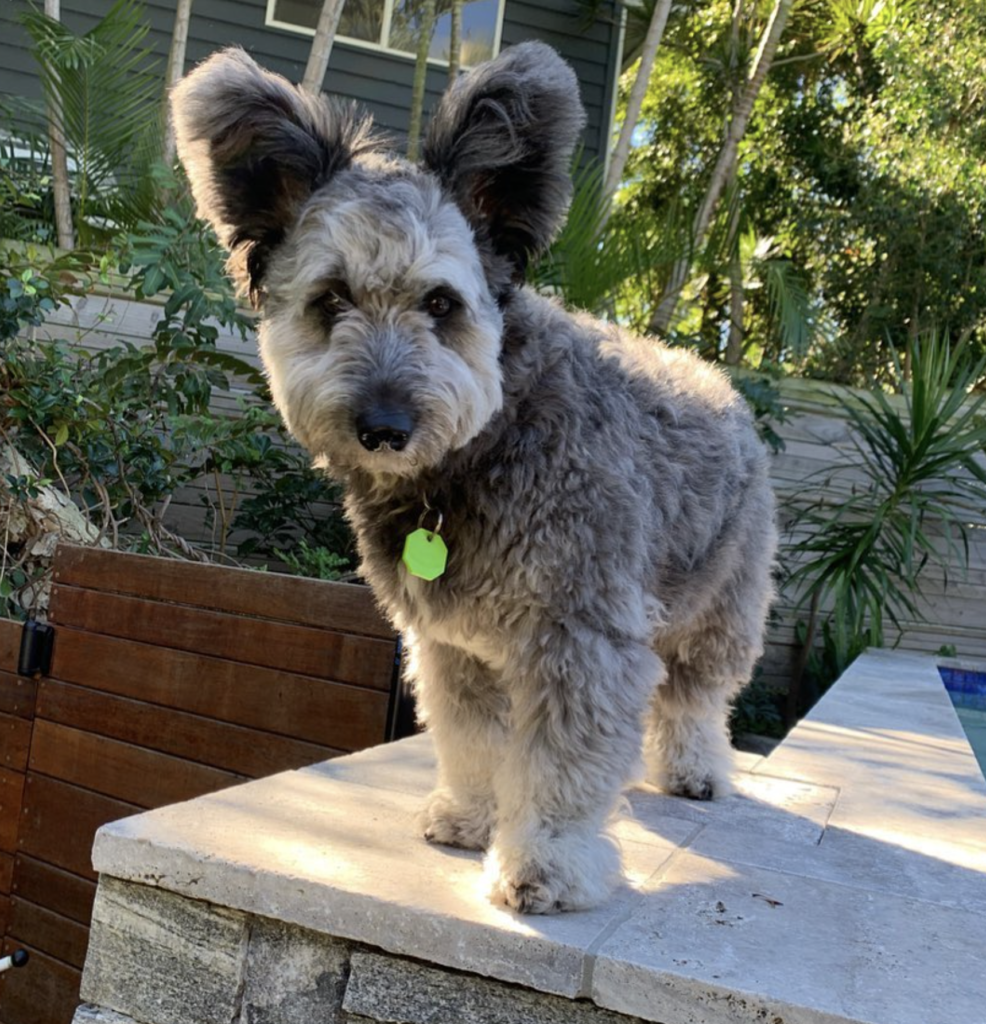 These 10 Doodle Mixes Are So Unique You’ve Probably Never Heard Of Them