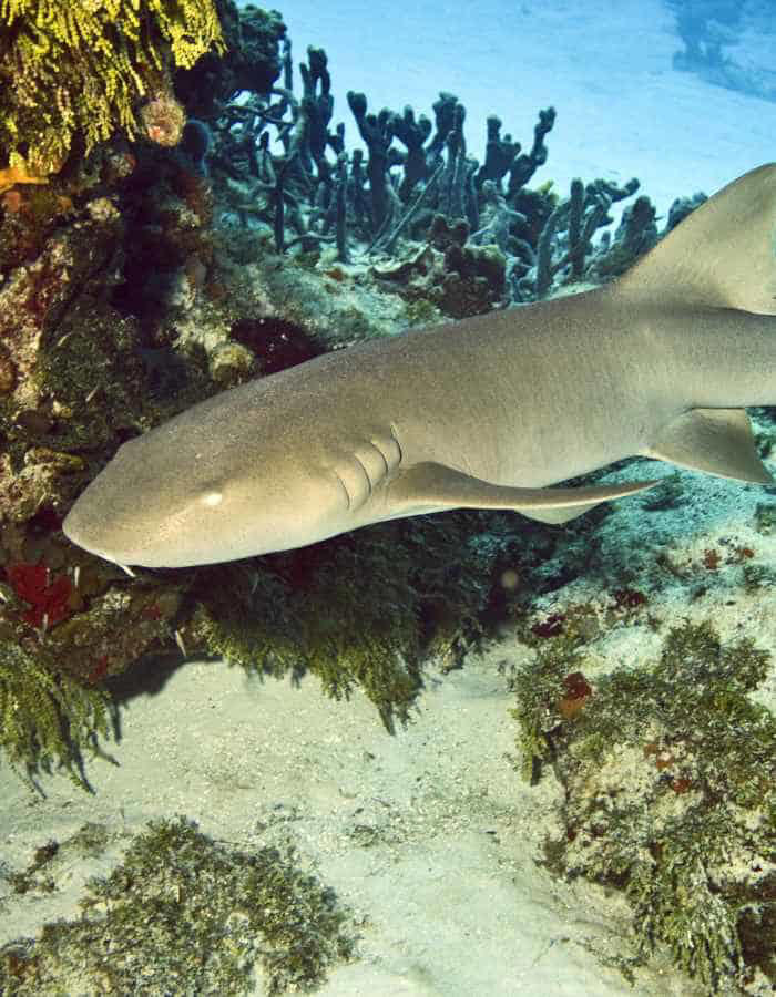 How Many Shark Attacks Occur in Cozumel? The Full Story