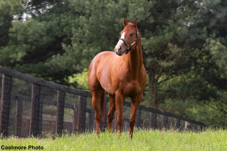 Triple Crown Winner Justify Leads Ashford Stud's 2026 Roster At $200,000
