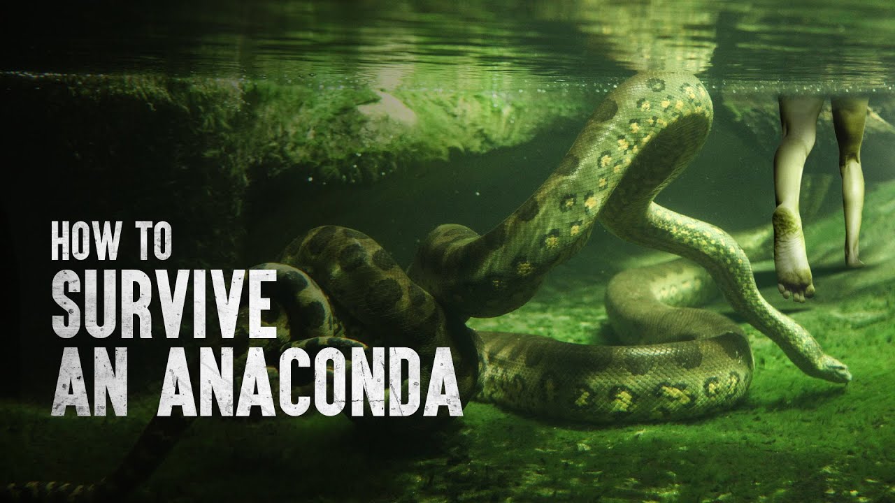 What Science Says About Escaping an Anaconda’s Deadly Grip