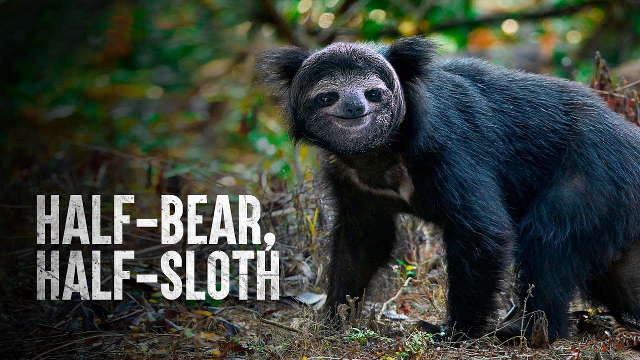 How you can survive a deadly bear encounter