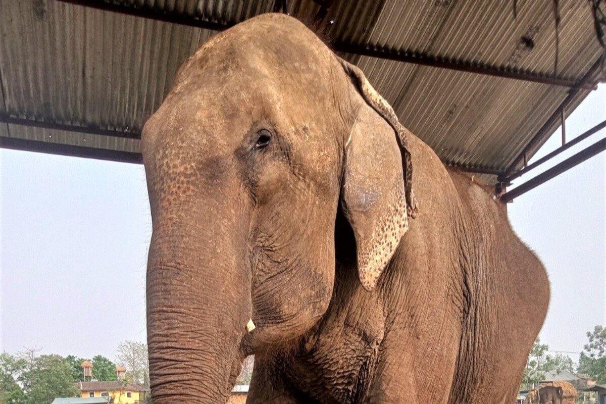 Wild elephant attack claims another life in Kerala