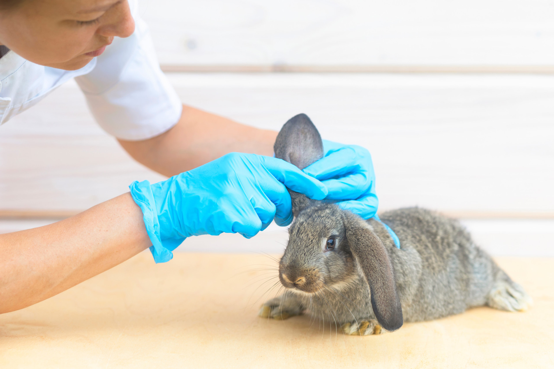 Things to consider before getting a pet rabbit