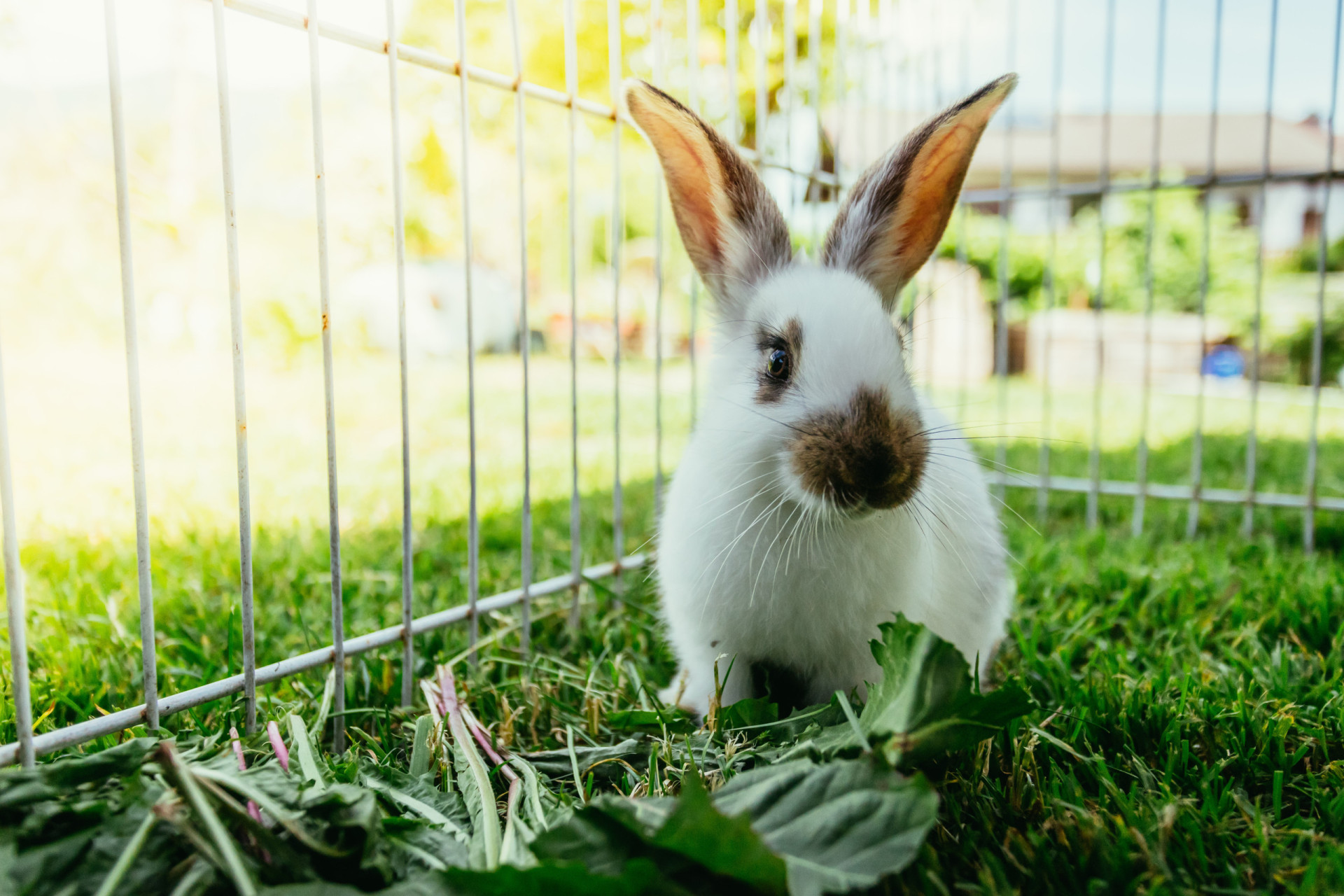 Things to consider before getting a pet rabbit
