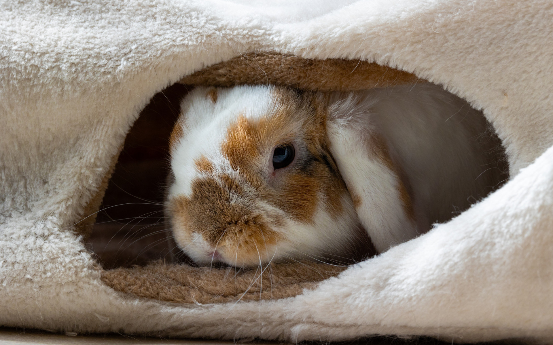 Things to consider before getting a pet rabbit
