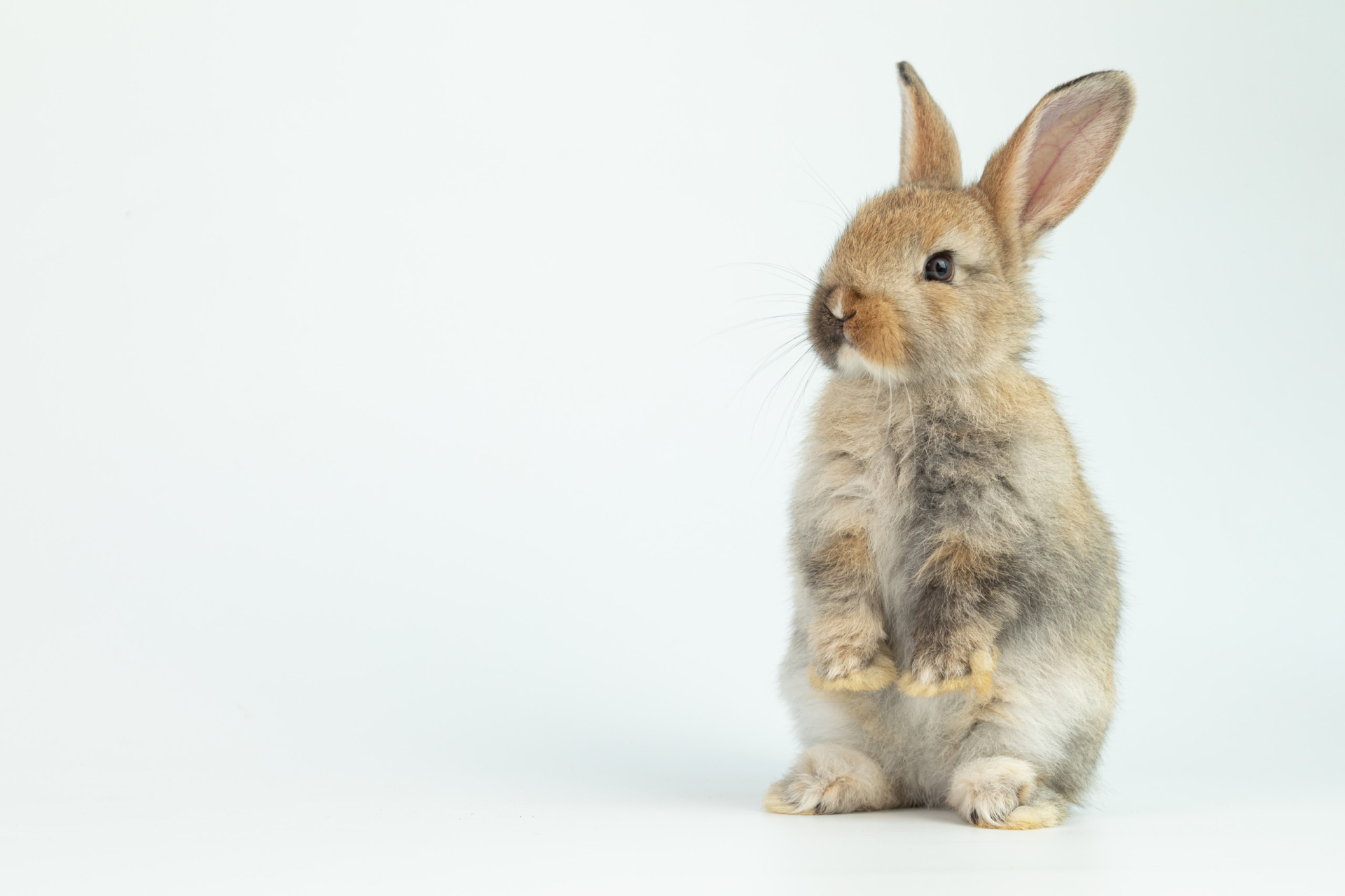 Things to consider before getting a pet rabbit