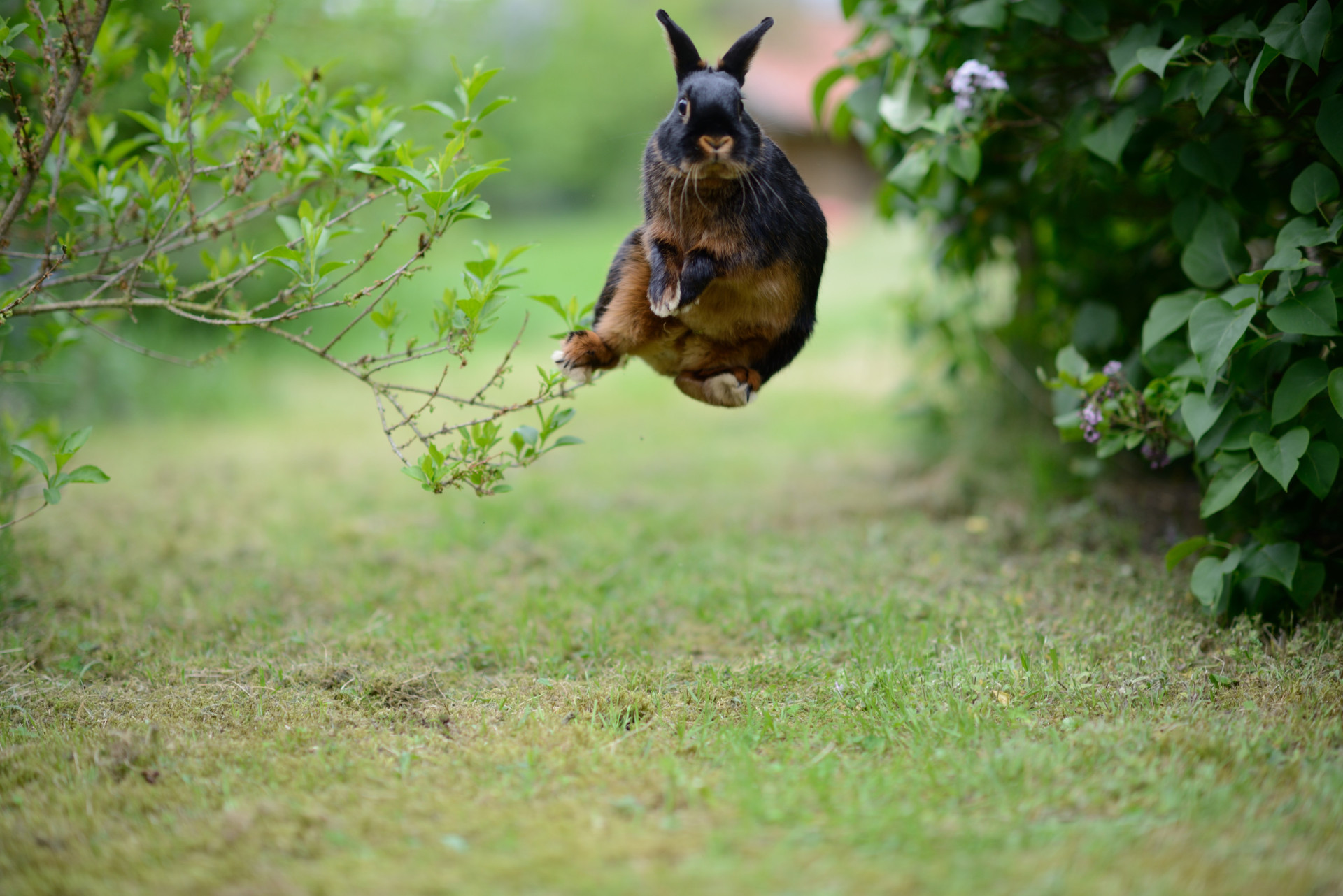 Things to consider before getting a pet rabbit