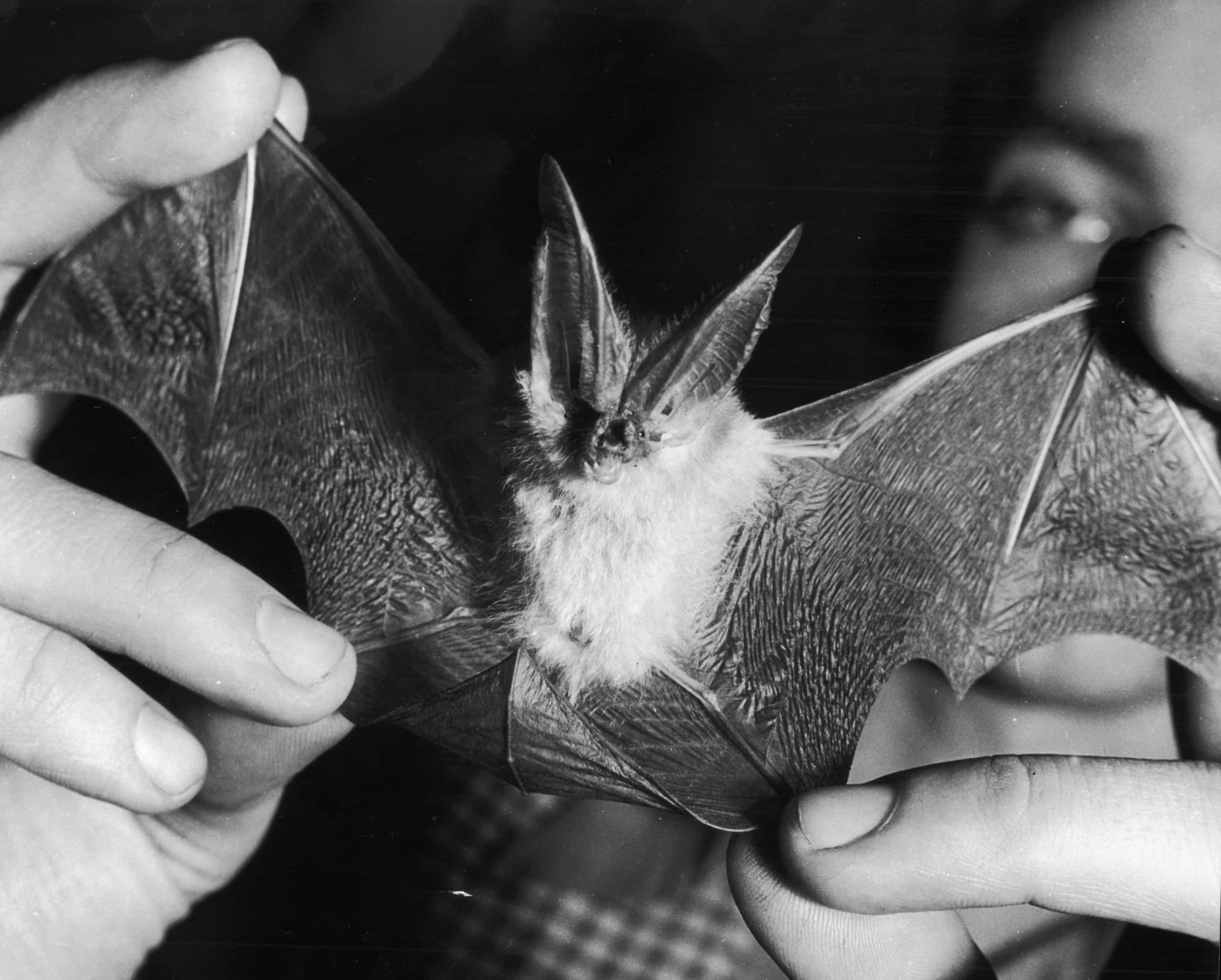 The secret life of bats