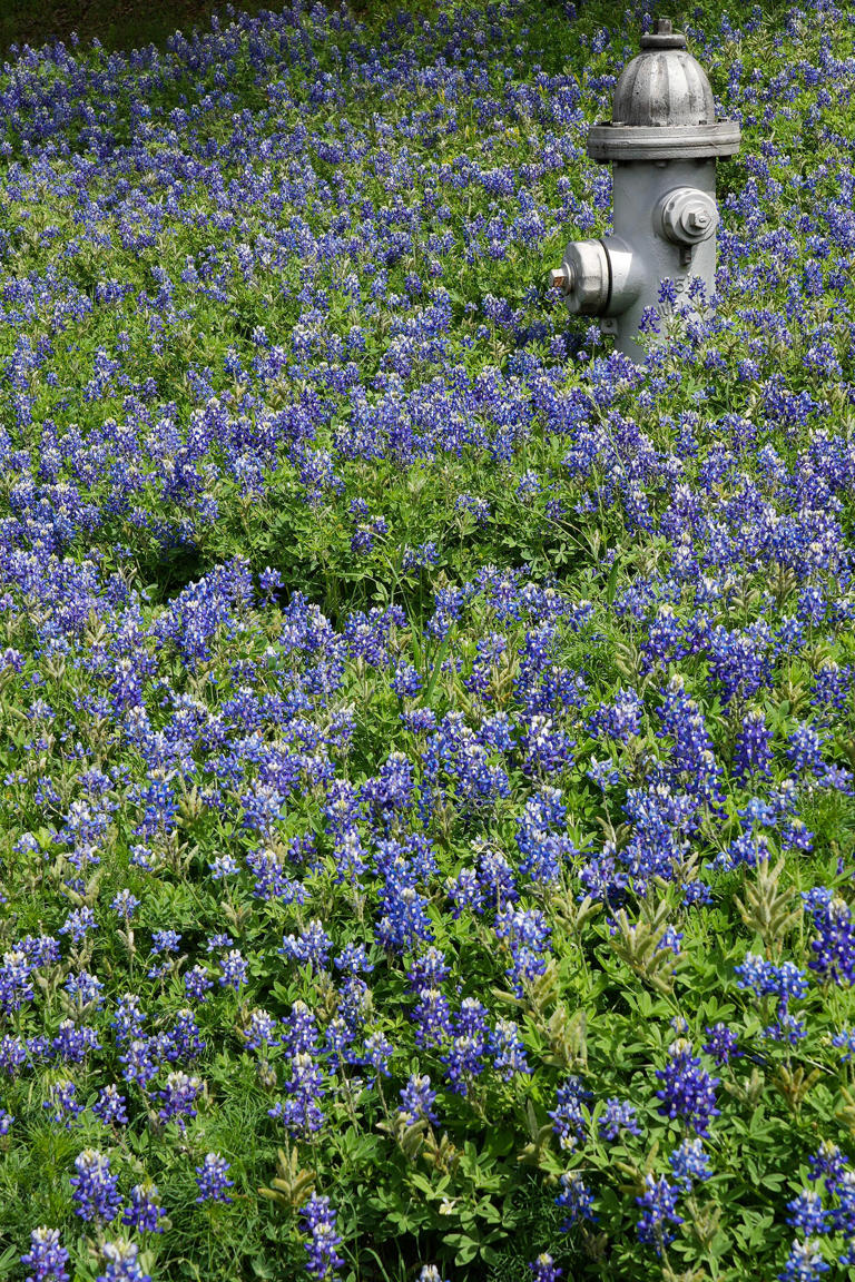 Where to find bluebonnets in Central Texas: See 2025 bloom forecast ...