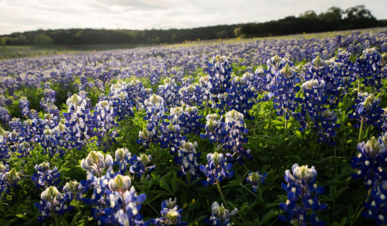 Where to find bluebonnets in Central Texas: See 2025 bloom forecast ...