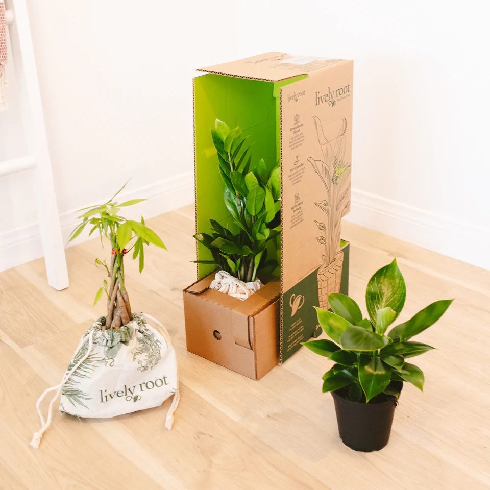 5 Best Plant Subscription Boxes for a Greener, Happier Home