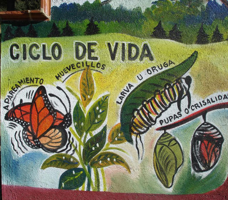 You'll NEVER Guess Why This Mexican Forest Turns Orange Every Year in ...