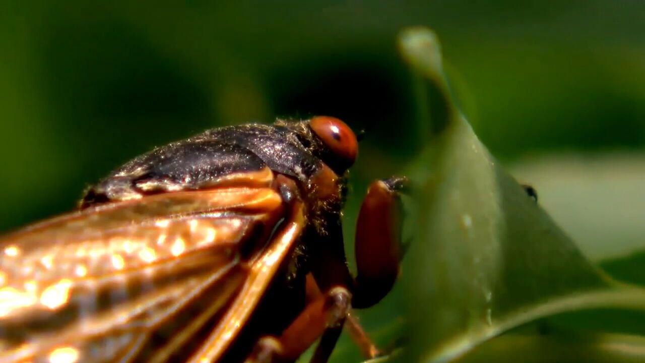 Get ready Georgia, the cicadas are coming back