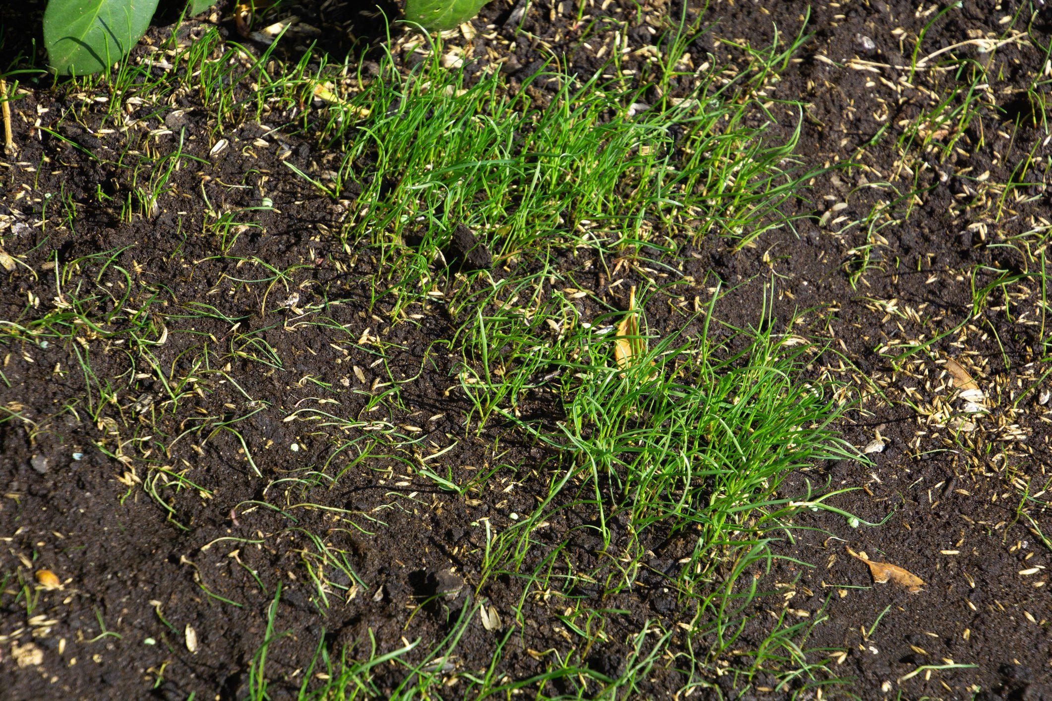 19 Things You Should Never Do To Your Lawn
