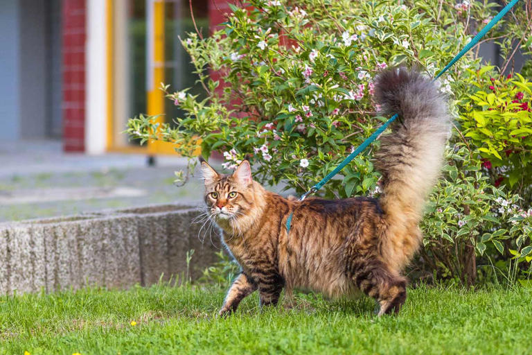 Your cat’s tail isn’t decorative — here’s what it’s really for