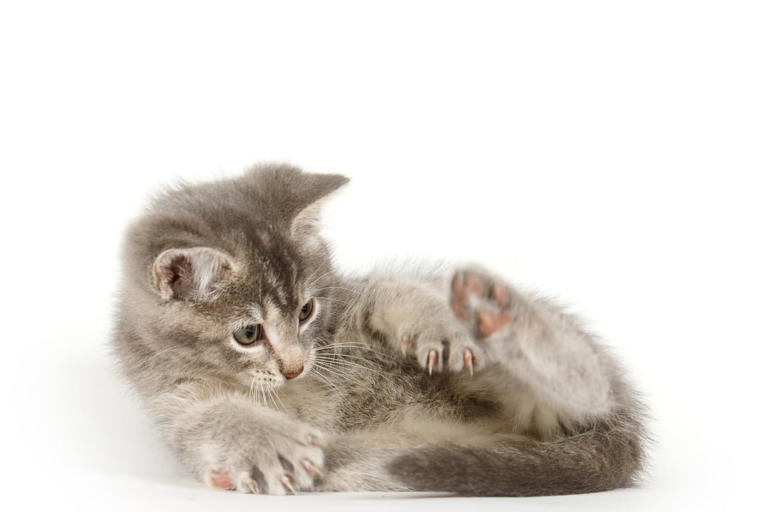 What It Means When Cats Chase Their Tails