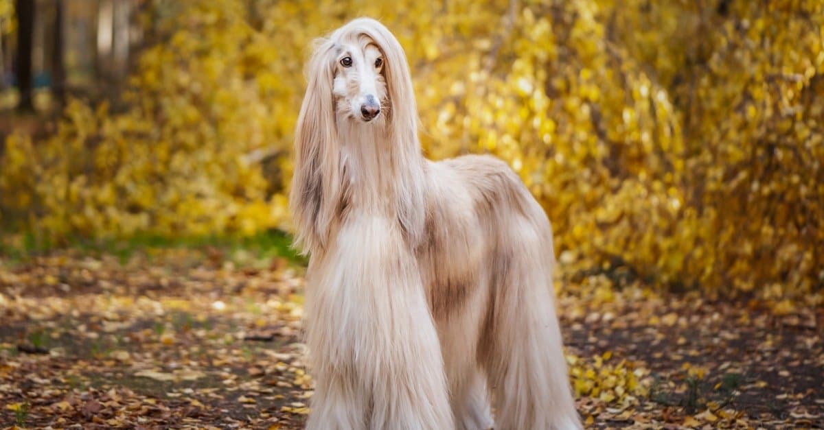 The Most Photogenic Dog Breeds You Can Get