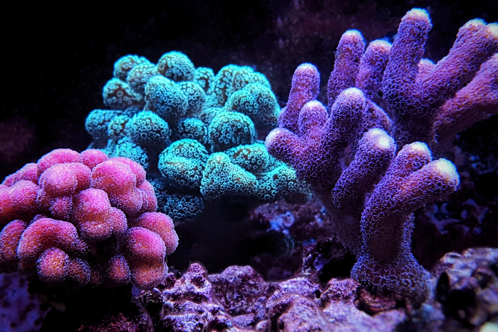 Miért tűnnek el a korallzátonyok?