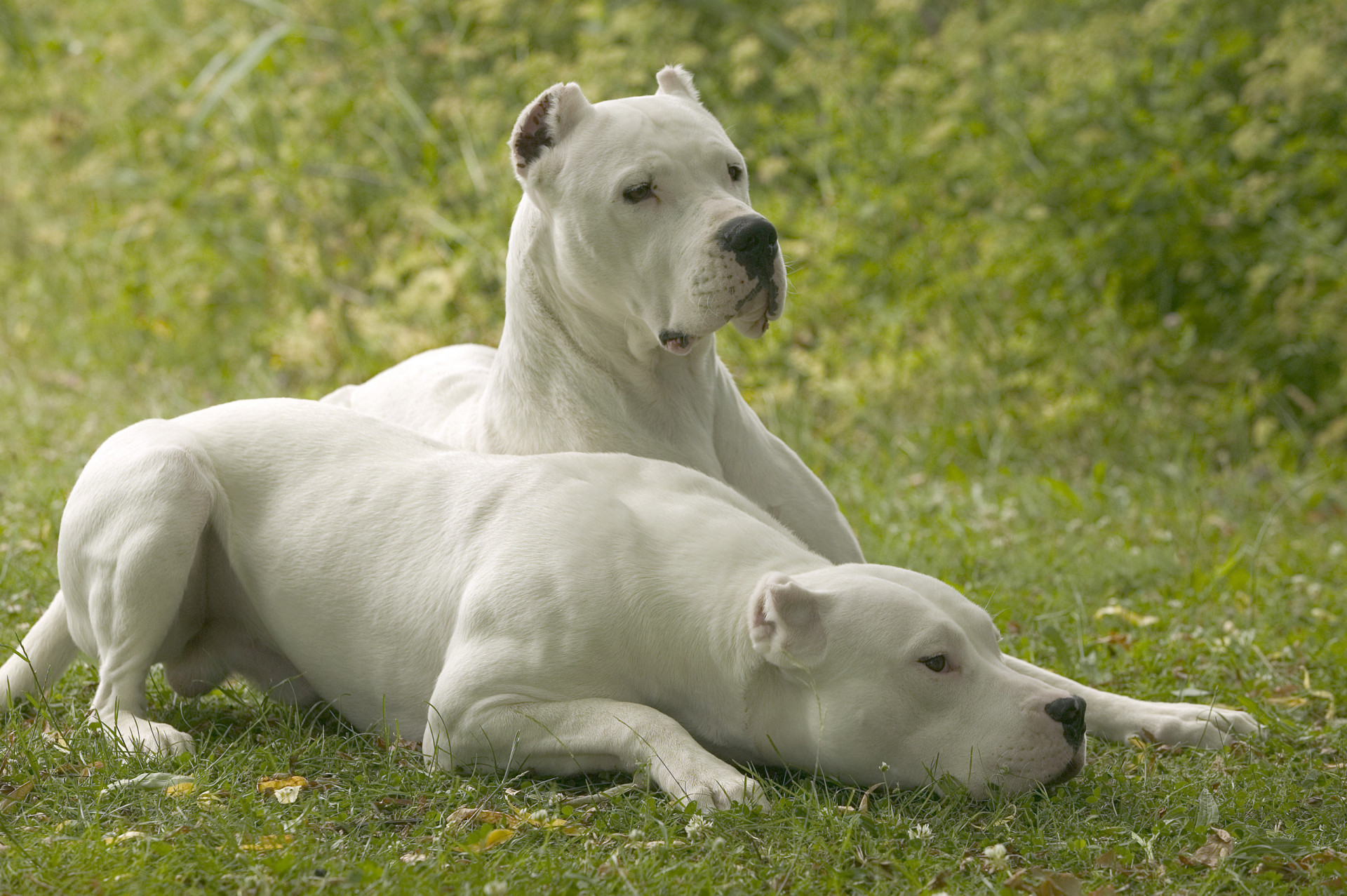 De nyeste hunderacer fra de seneste 10 år