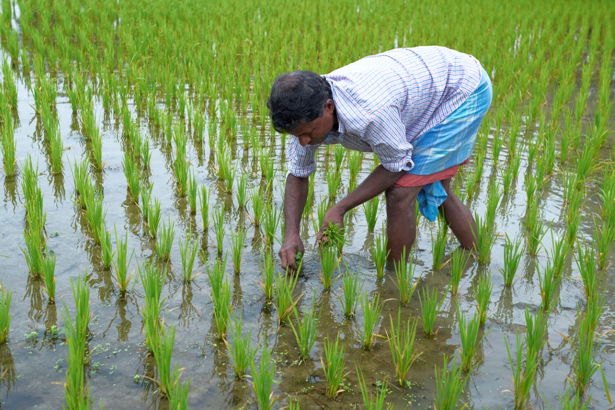 Rabi crop sowing crosses 640 lakh hectares mark