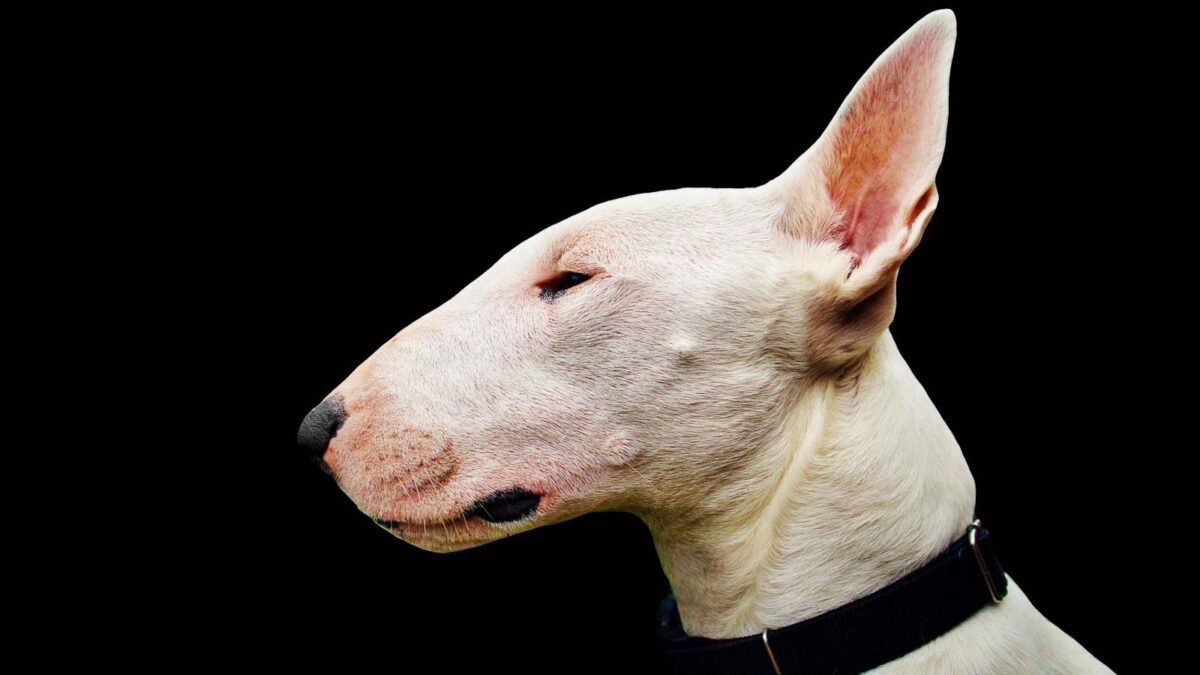 12 Long-Nosed Dogs That Look Like They Walked Out of a Cartoon