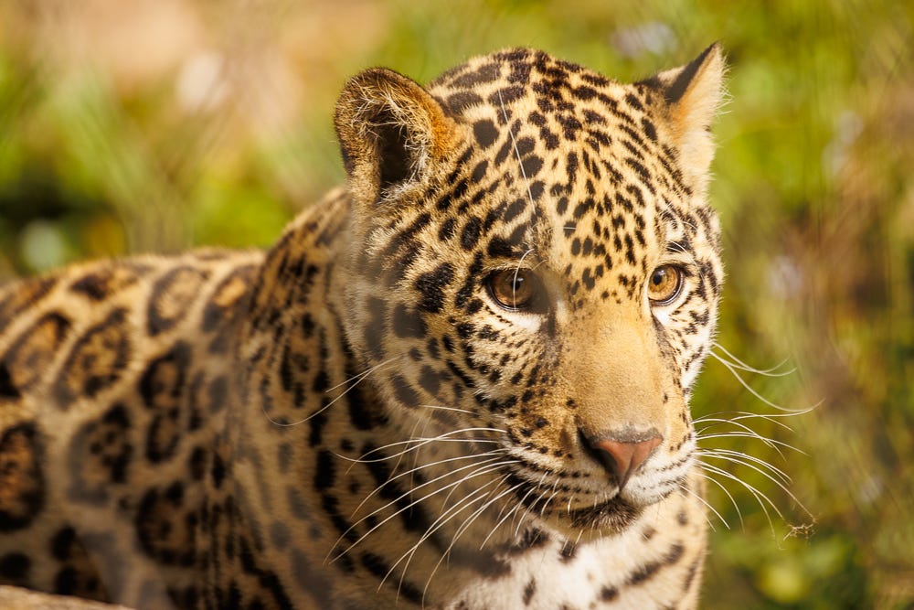 Spring things to do: 2 Florida zoos chosen by readers as 10 best in the ...