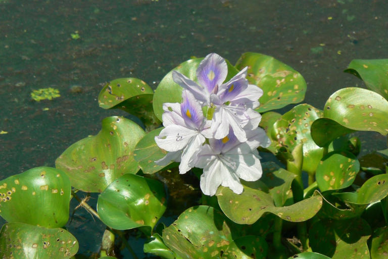 11 Invasive Plants People Regret Putting in Their Gardens