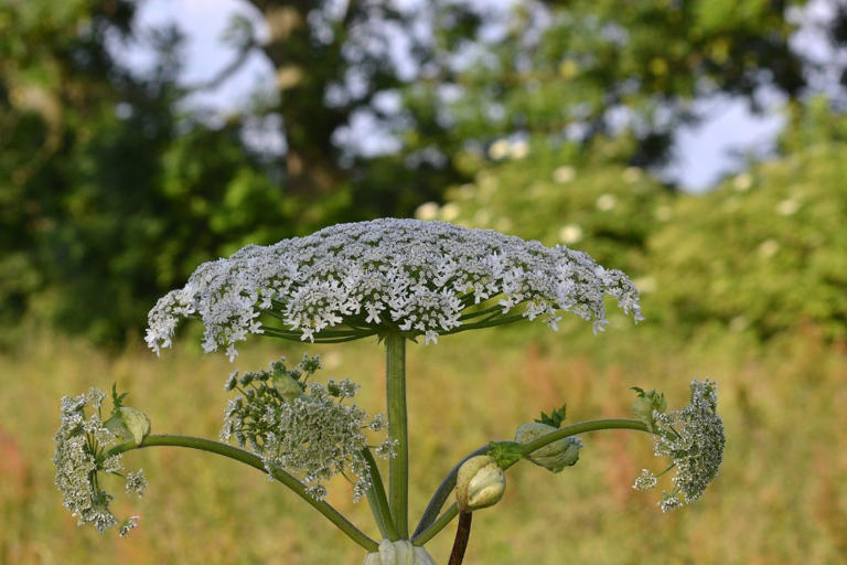 11 Invasive Plants People Regret Putting in Their Gardens