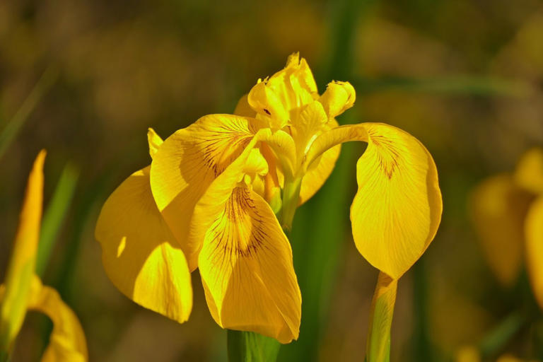 11 Invasive Plants People Regret Putting in Their Gardens