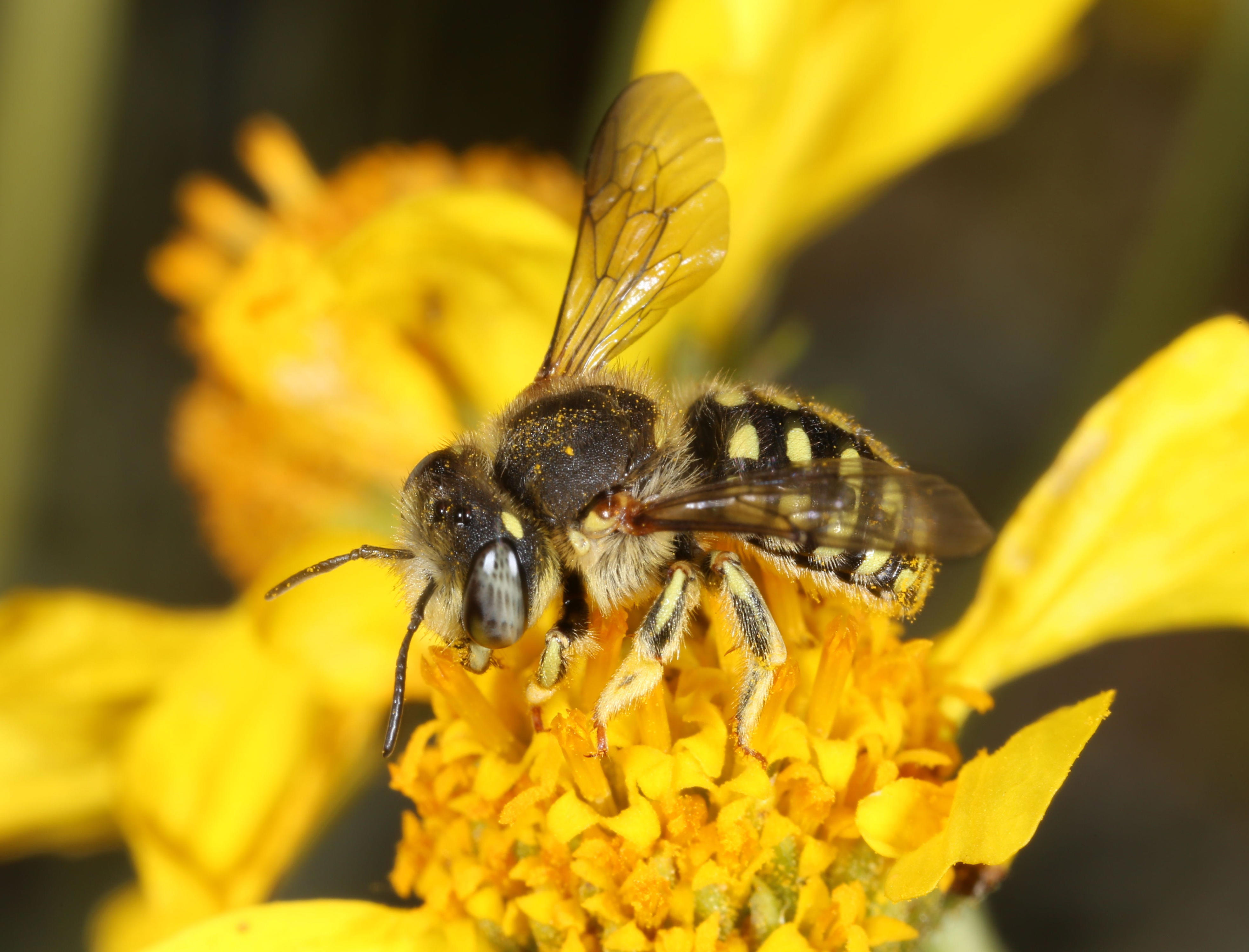 Bee attack in Surprise: What to know about AZ's bee population and how ...