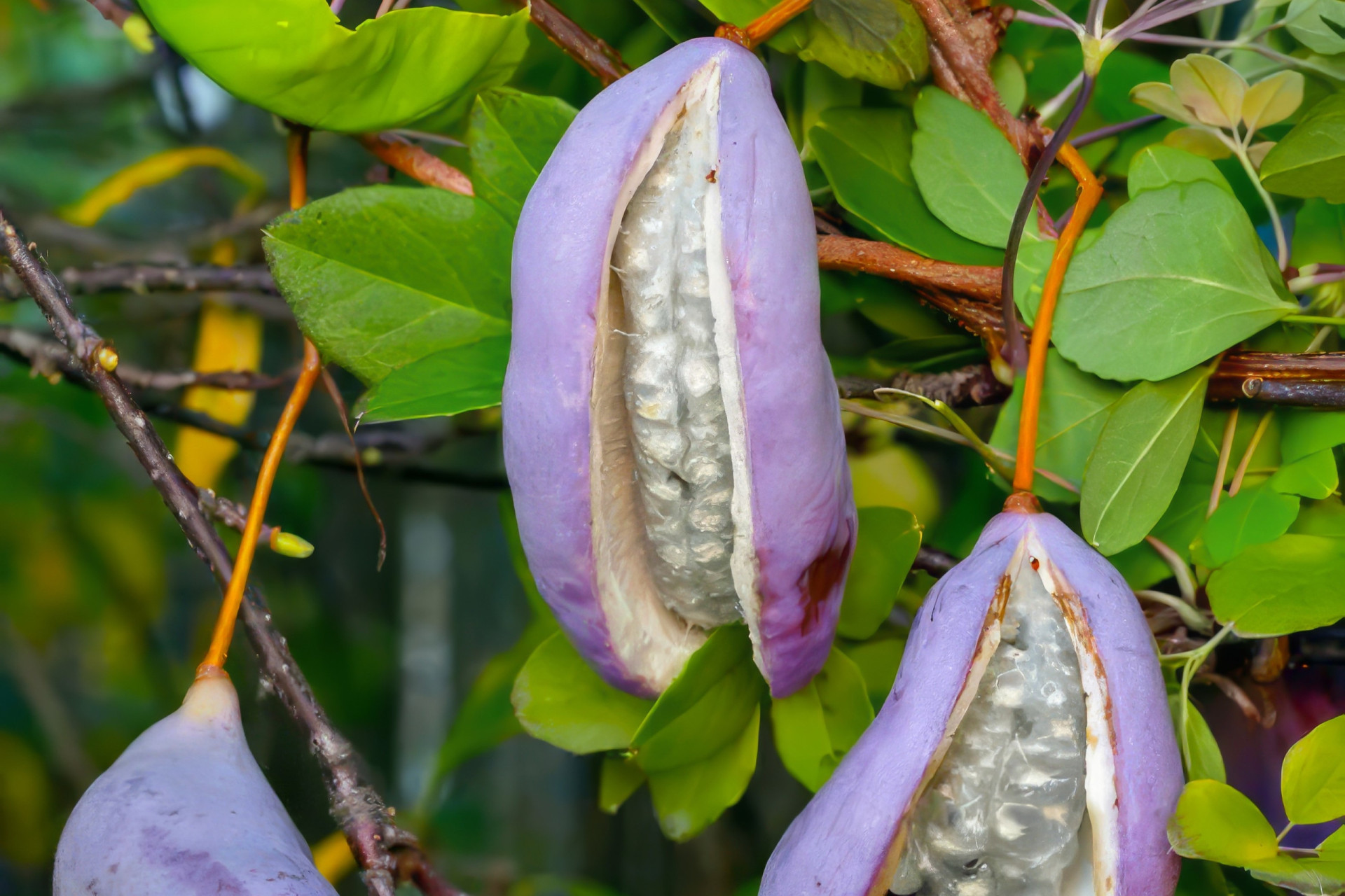 Oseriez-vous tester ces étranges fruits tropicaux