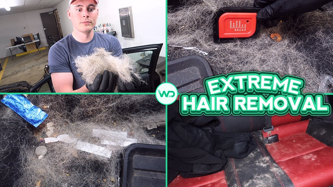 Deep cleaning the hairiest Honda Civic Si with extreme dog hair