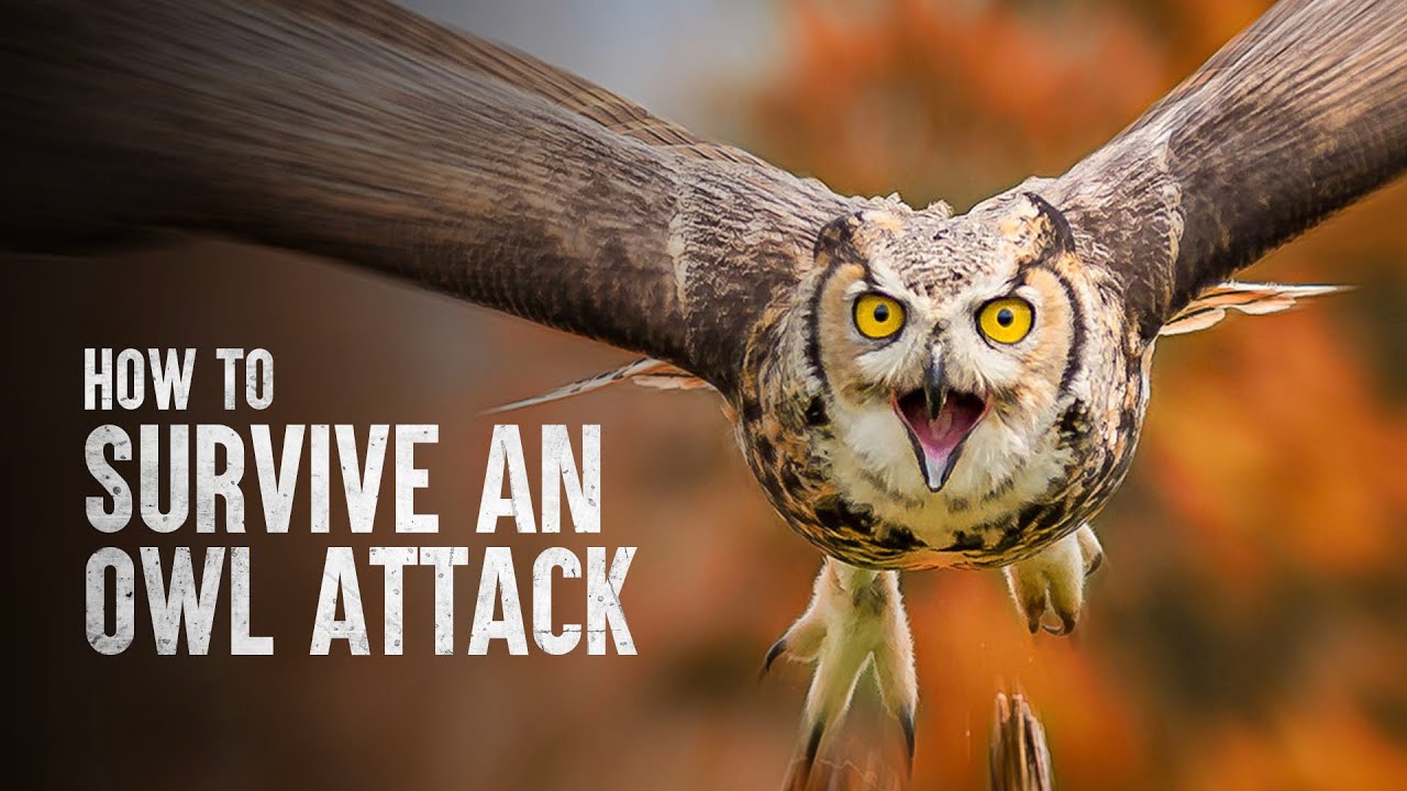 Owls Attack: Surprising Dangers From These Nighttime Predators