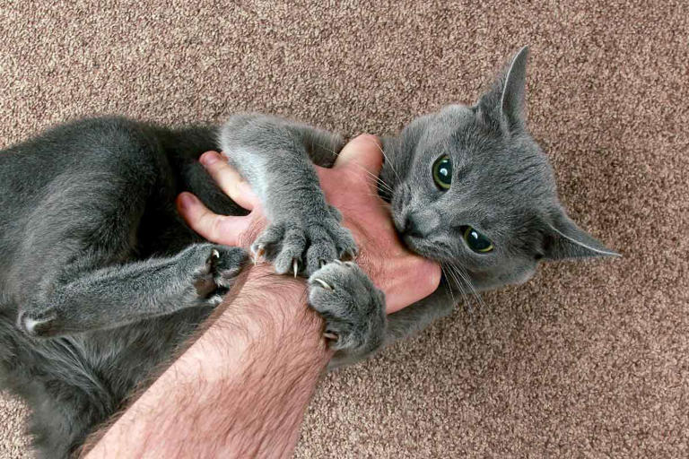 Why Does Your Cat Bite You?