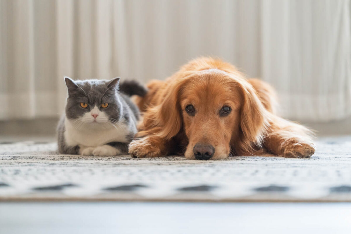 13 Dogs That Might Just Win Over Your Cat