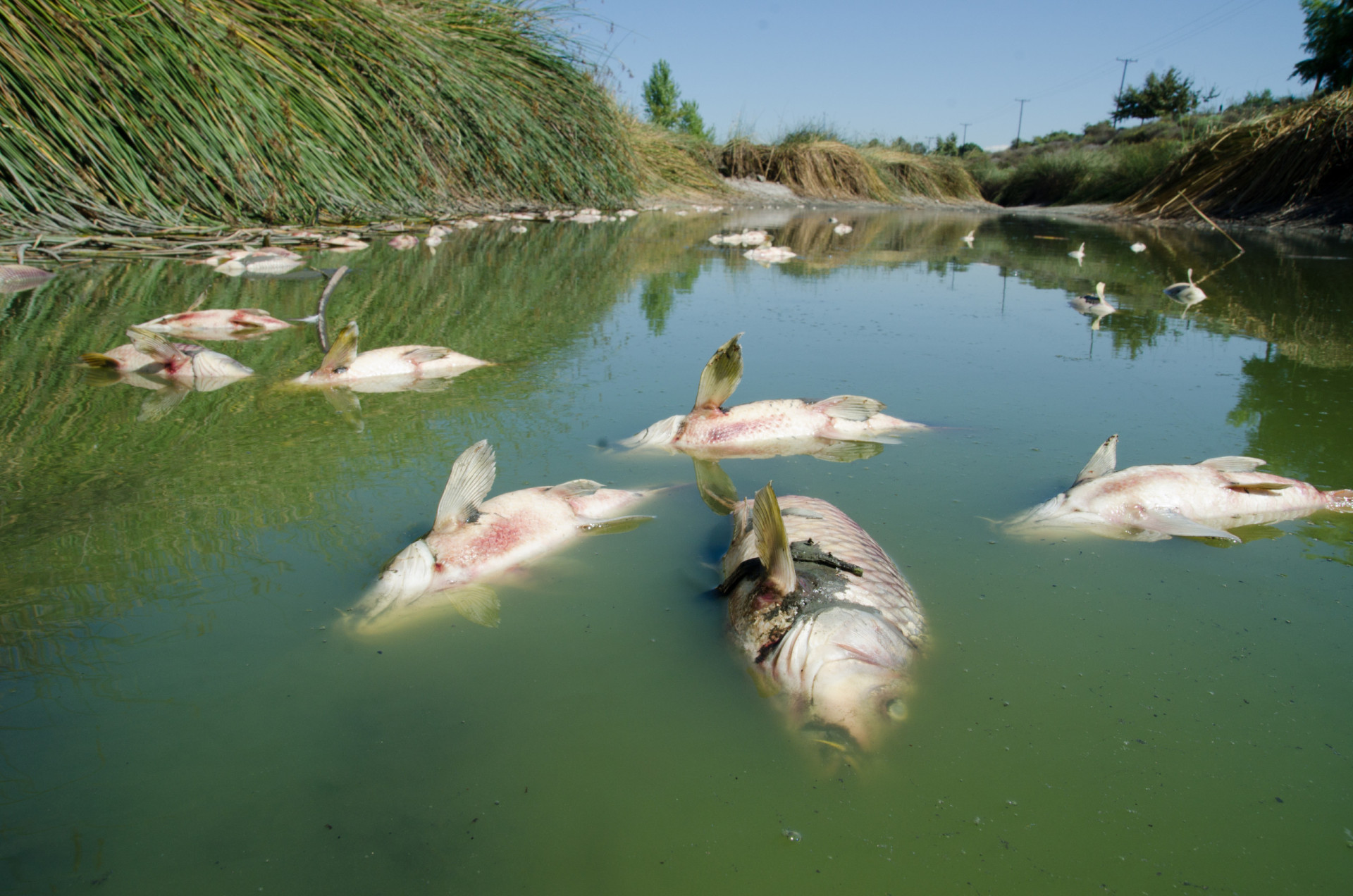 Deadly fishing methods that destroy the environment