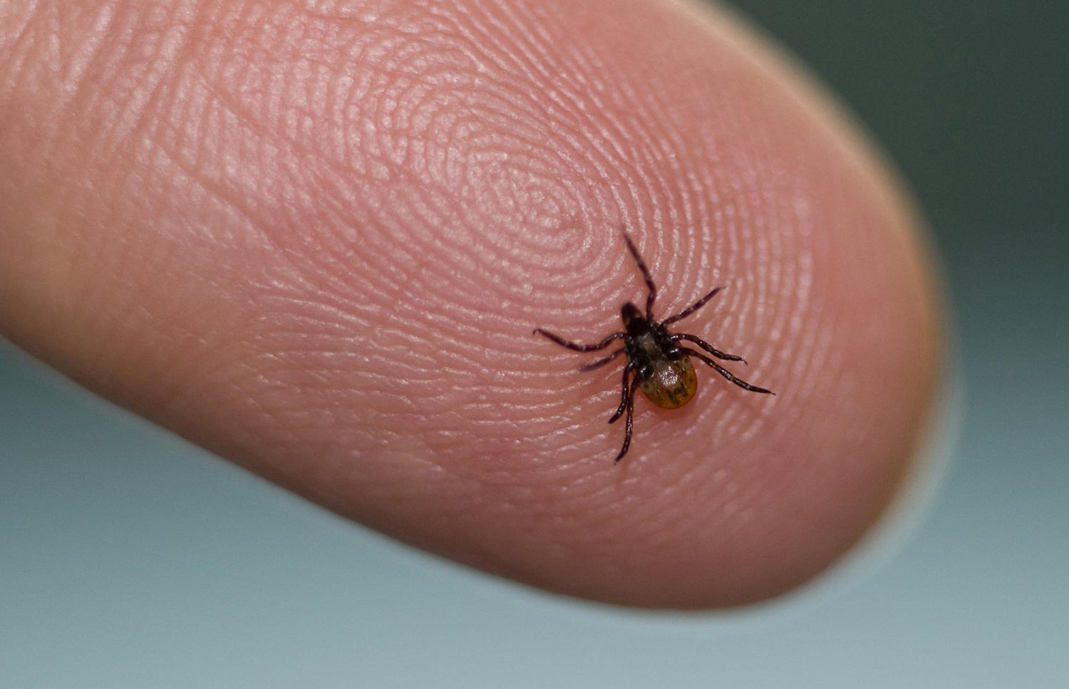 What do tick bites look like? Experts reveal exactly how to identify them
