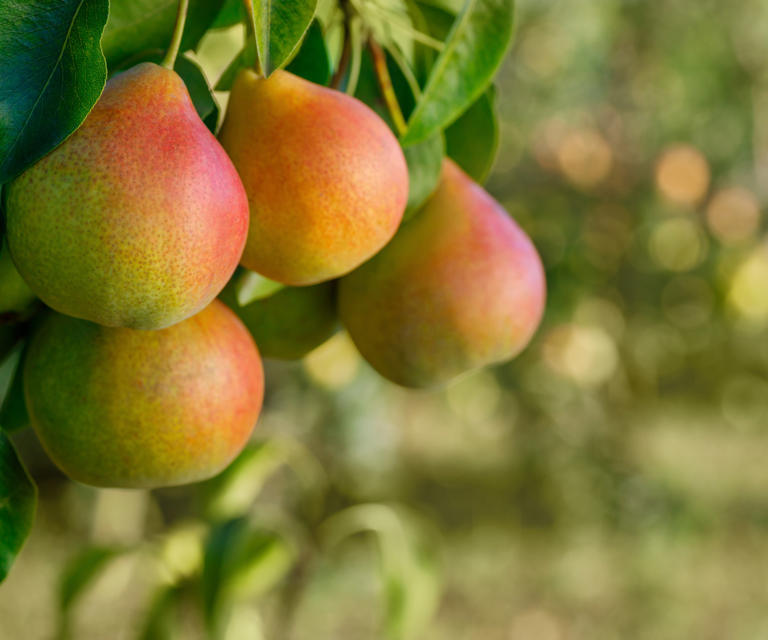 How to grow a pear tree – an expert guide to healthy and productive ...