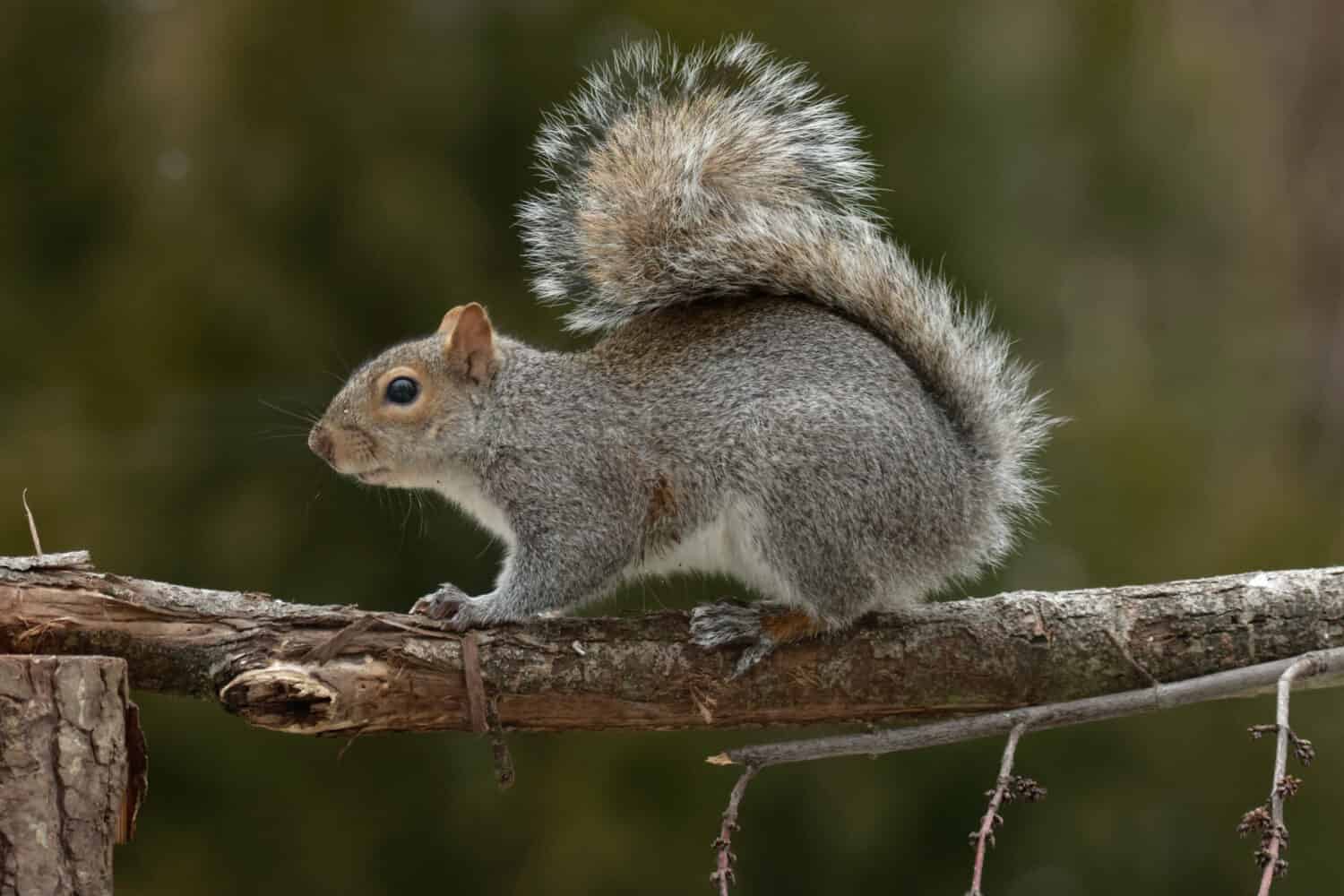 Think squirrels are just pests? Kentucky’s lawmakers saw a wild game hero