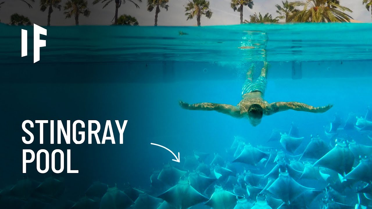 Imagining falling into a pool of stingrays